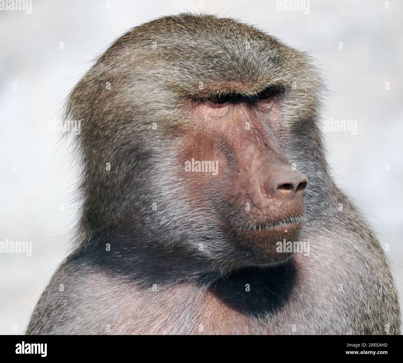hamadryas baboon (female), Mantelpavian, Babouin hamadryas, galléros ...