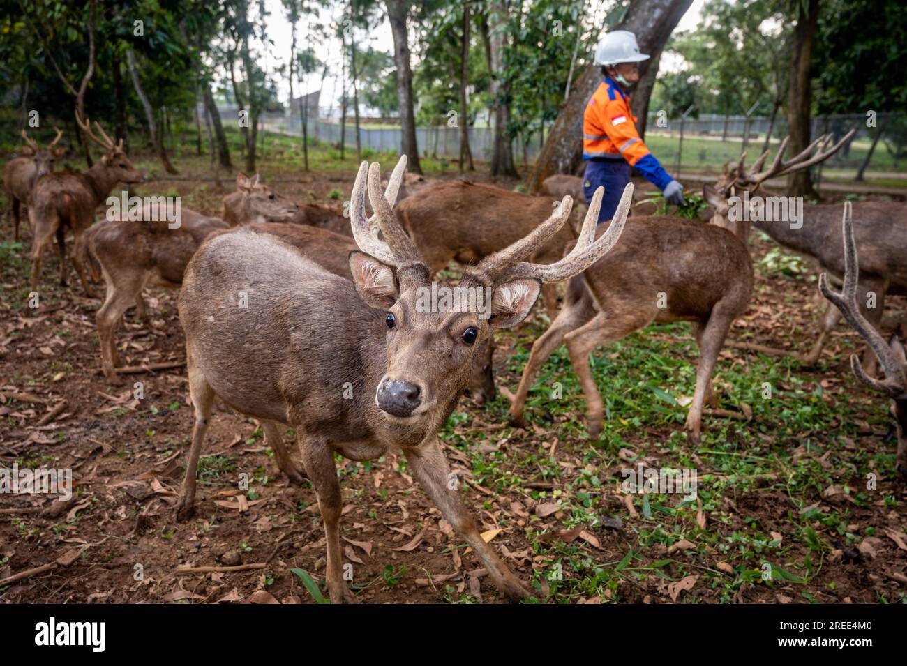 July 27, 2023, Soroako, South sulawesi, Indonesia: A worker feeds deer ...