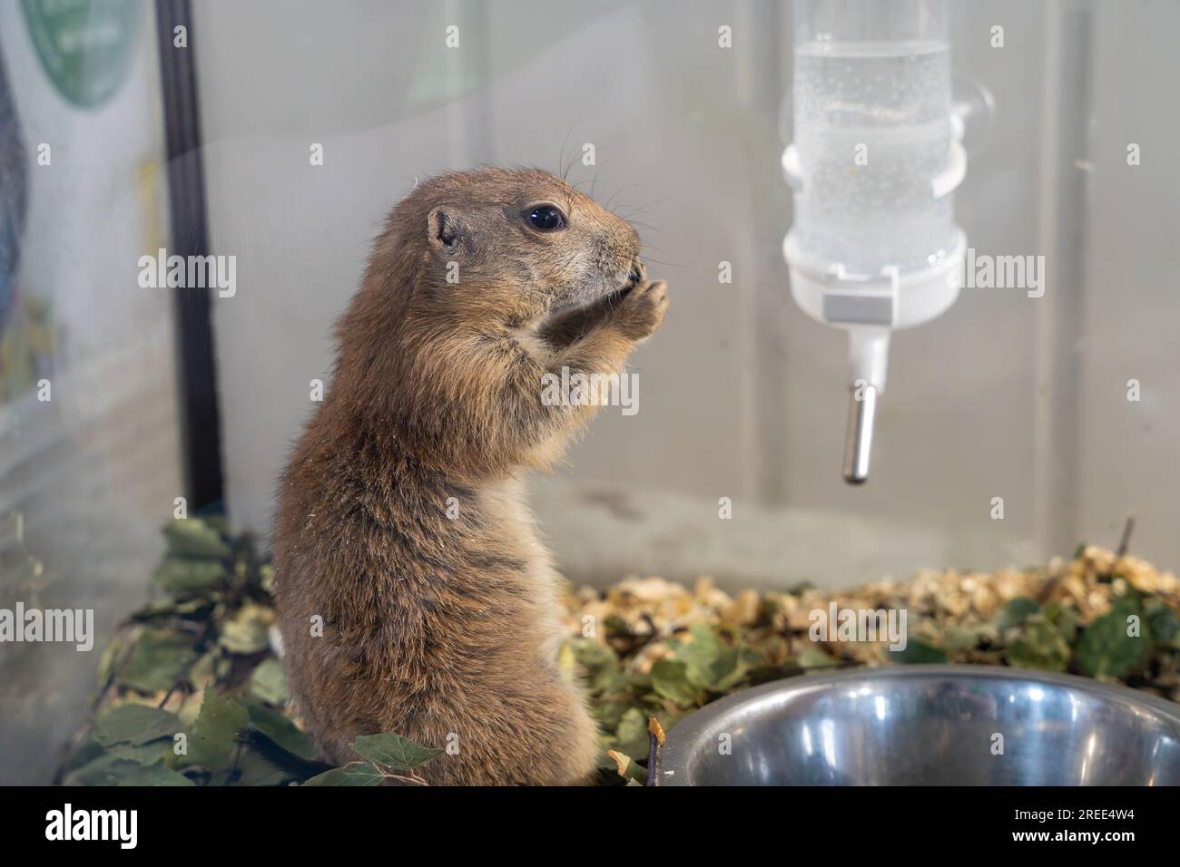 Black-tailed prairie dog (Cynomys ludovicianus) in enclosure at zoo ...