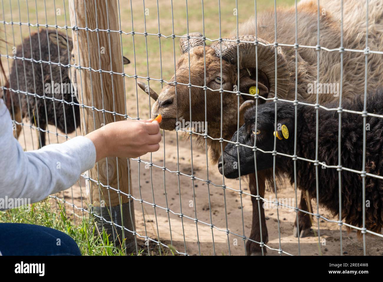 Brown ram eating carrot from hand behind metal fence Stock Photo - Alamy
