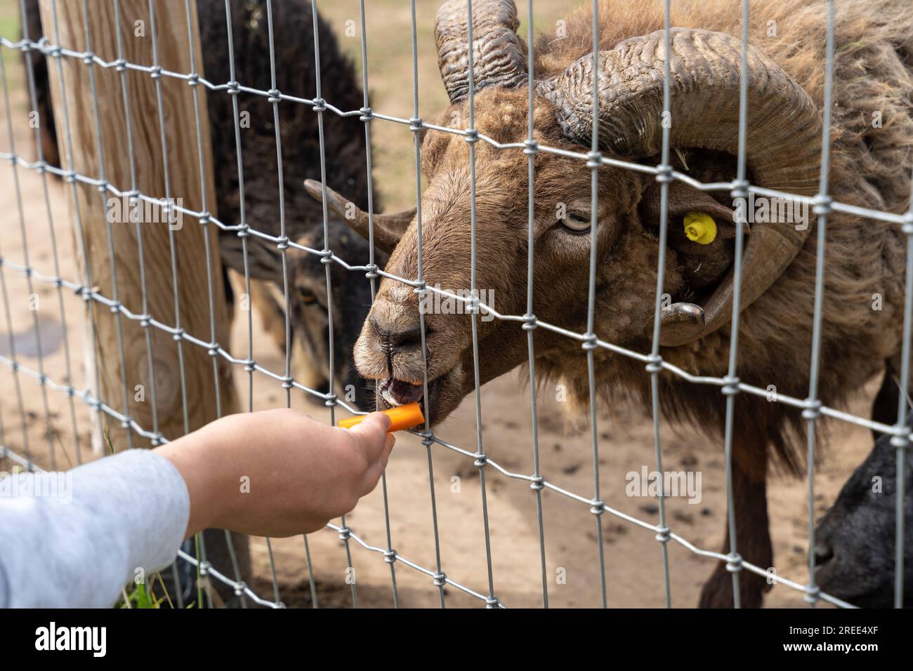 Brown ram eating carrot from hand behind metal fence Stock Photo - Alamy