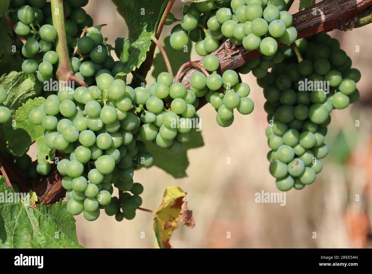 Large grapes hi-res stock photography and images - Alamy