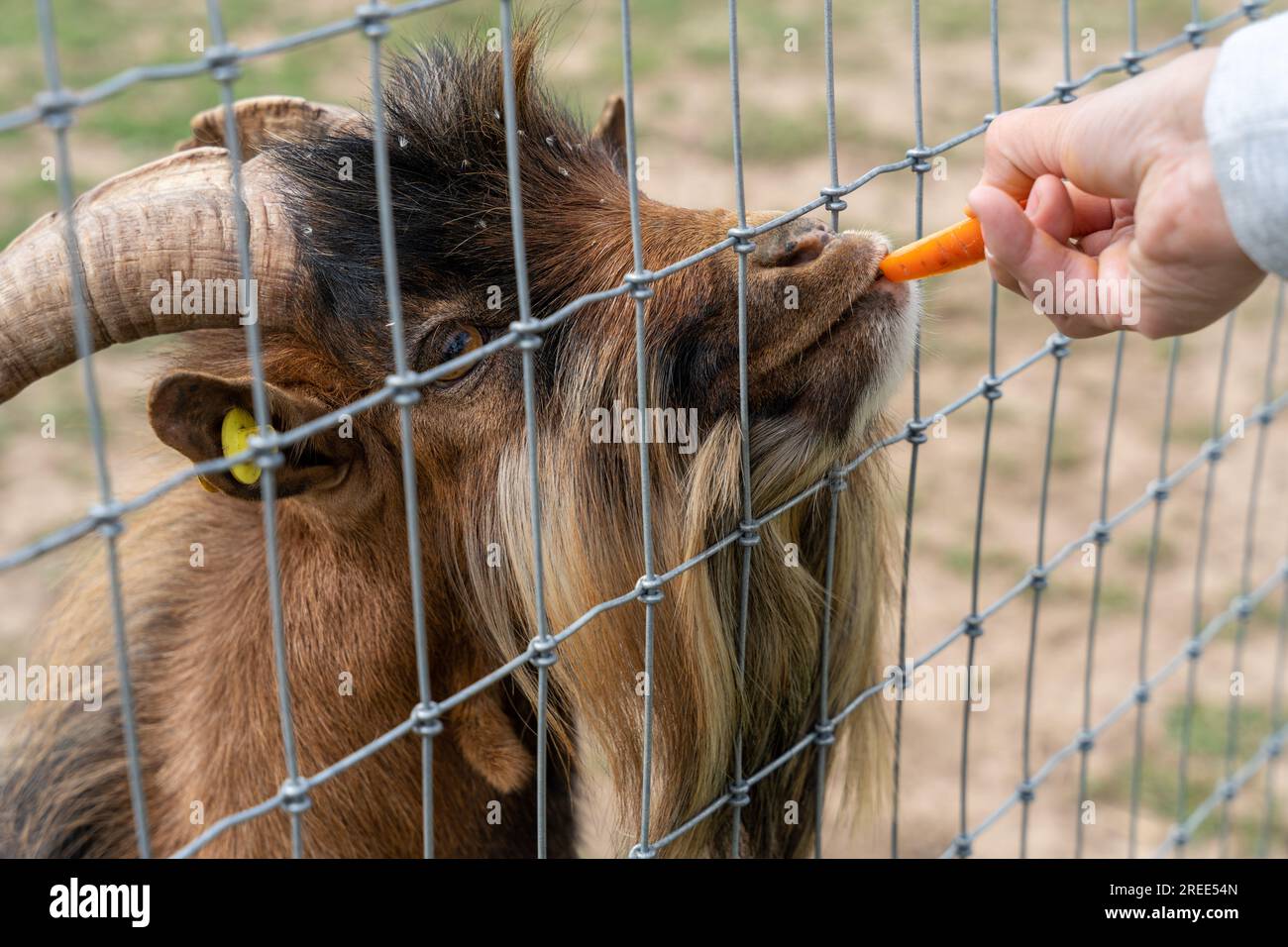 Brown male domestic goat (Capra hircus) eating carrot behind metal ...
