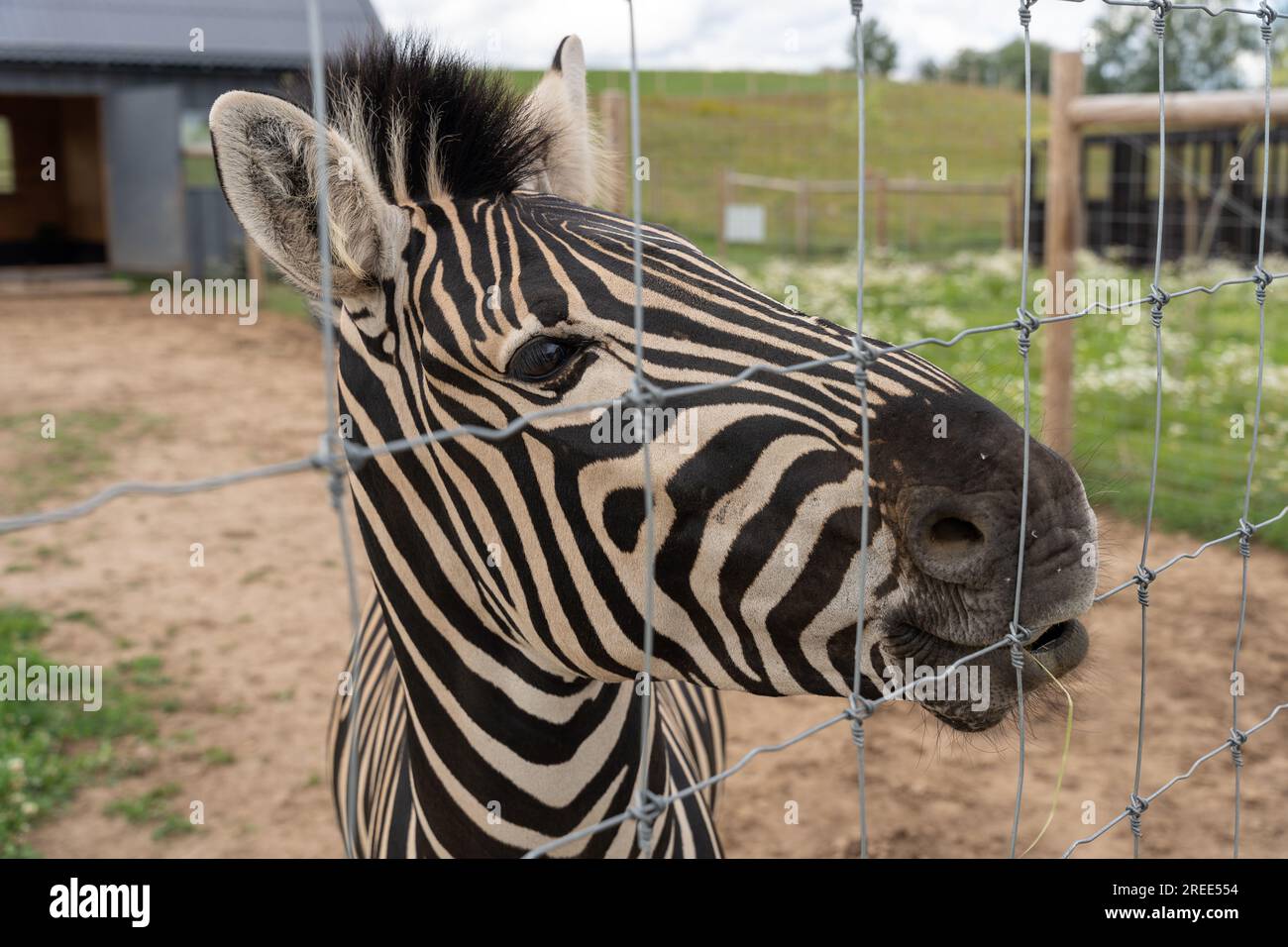 Portrait of a zebra behind metal fence in zoo Stock Photo - Alamy