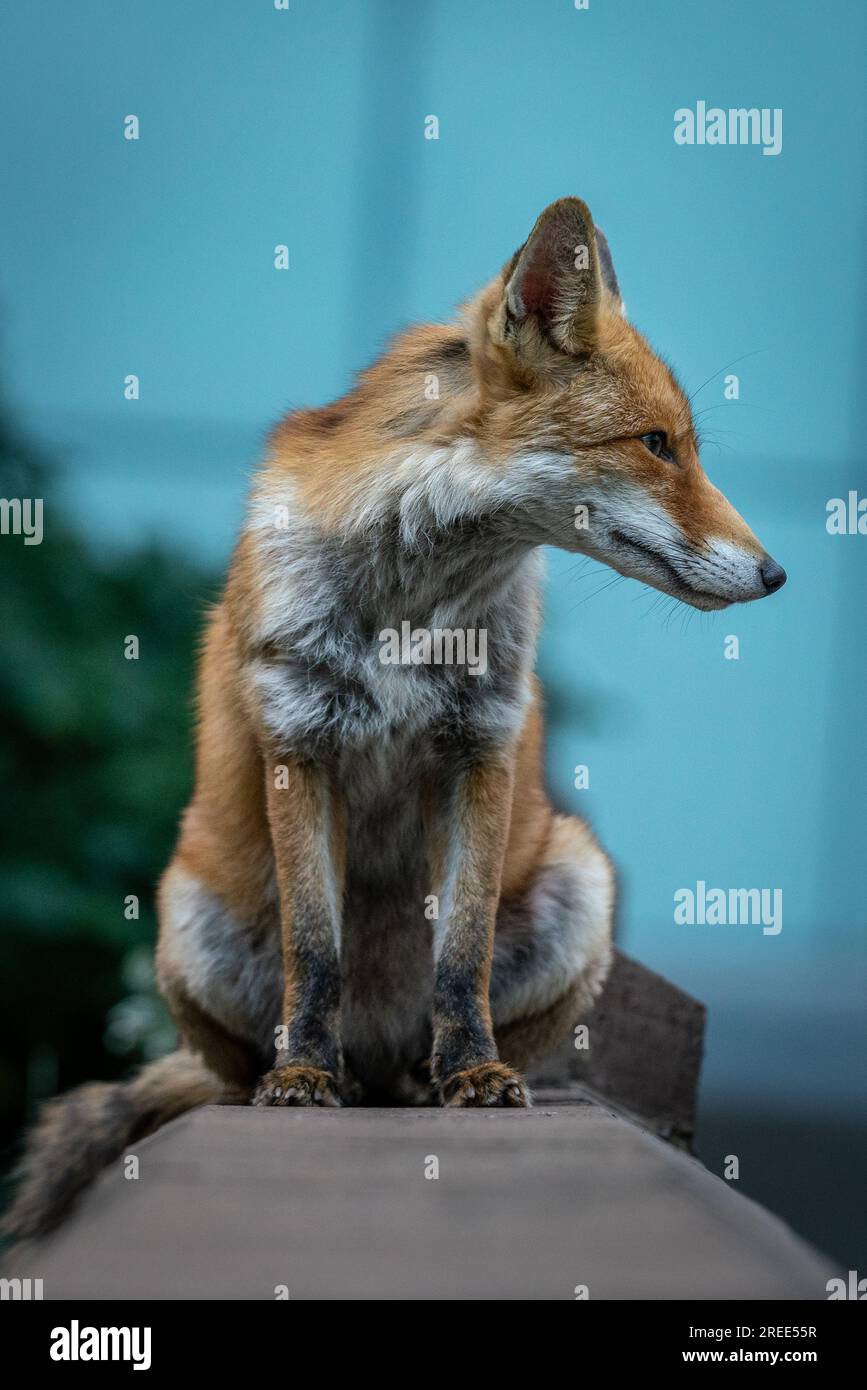 Urban foxes hi-res stock photography and images - Alamy