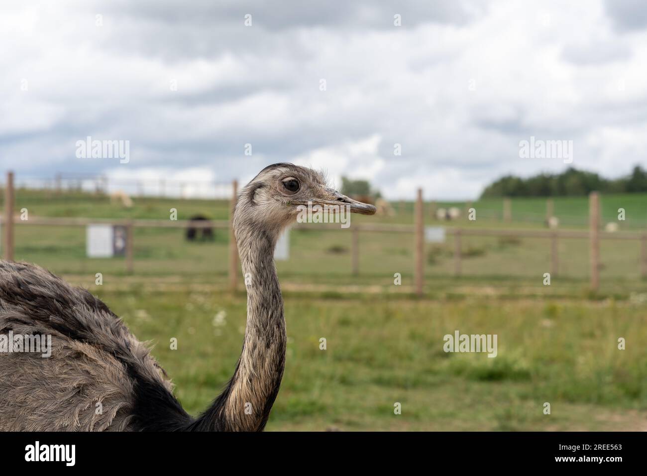 Greater rhea (rhea americana) in zoo Stock Photo - Alamy