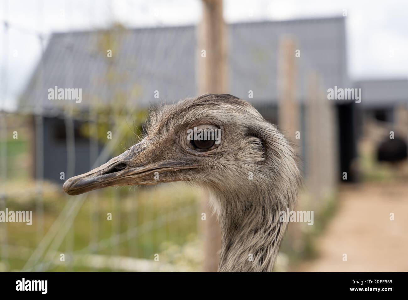 Portrait of greater rhea (rhea americana Stock Photo - Alamy
