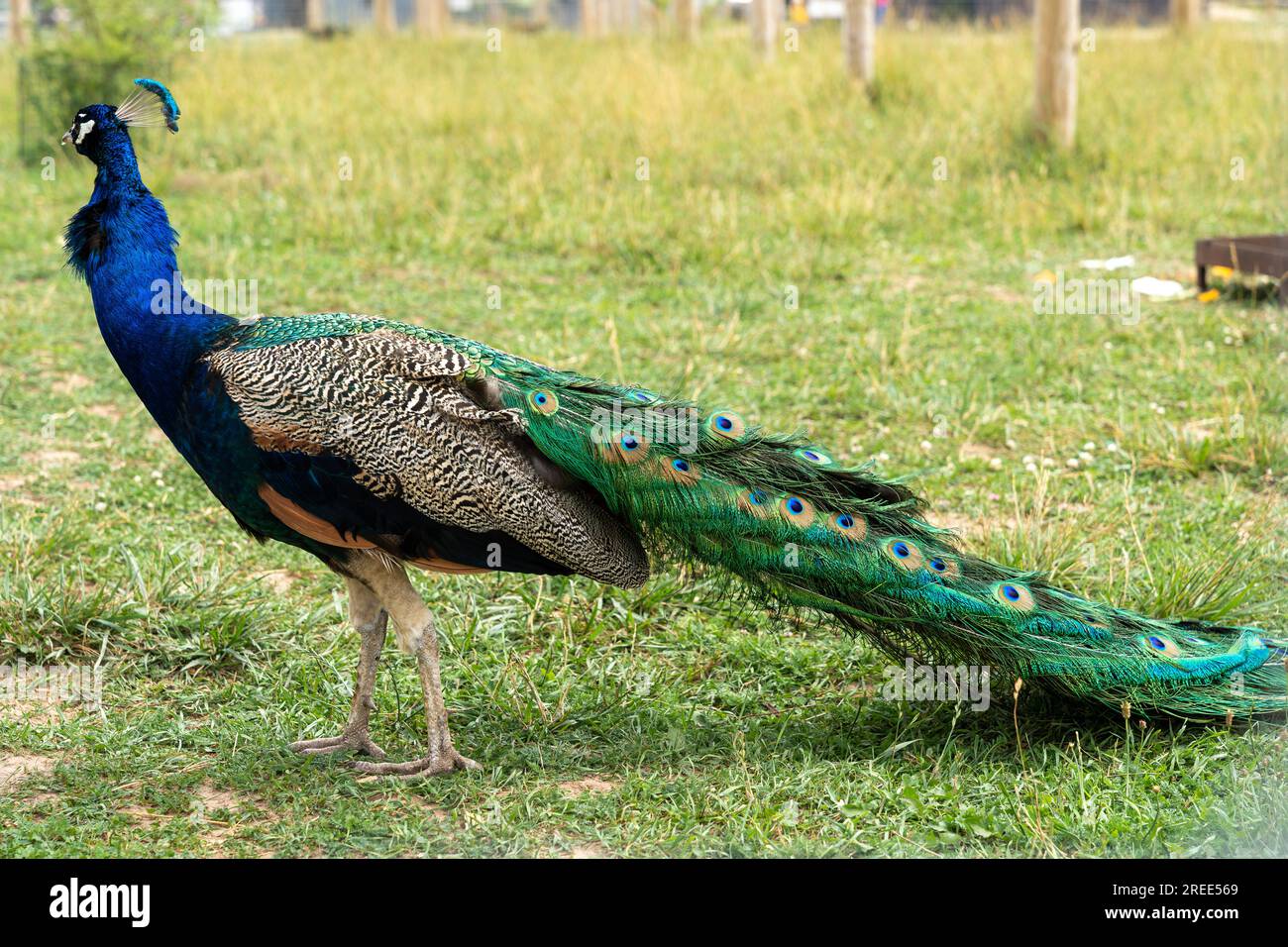 Large peacock blue feathers in hi-res stock photography and images - Alamy