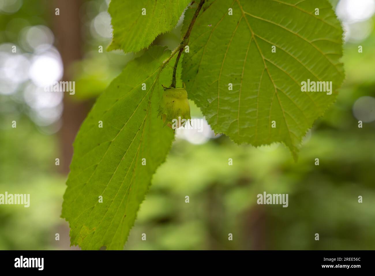 Green common hazel (Corylus avellana) nut on branch Stock Photo - Alamy