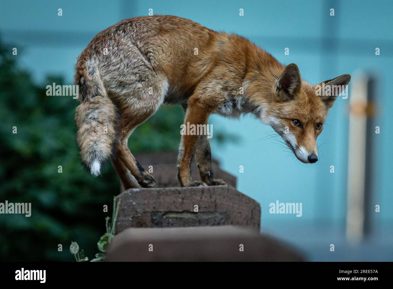 London, UK. 26th July 2023. An urban fox seen in the grounds near ...