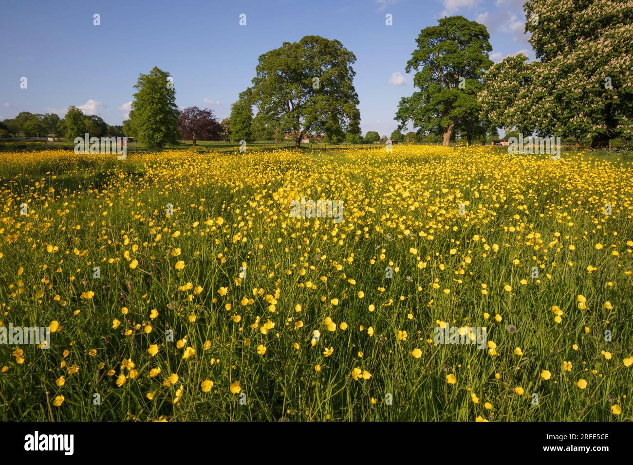 Yellow buttercups growing in wild flower meadow with oak trees and blue ...