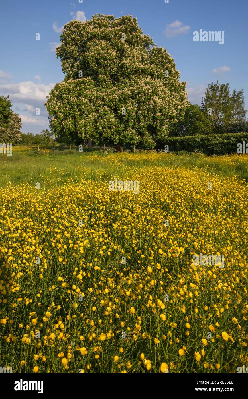 Yellow buttercups growing in wild flower meadow with trees and blue sky ...
