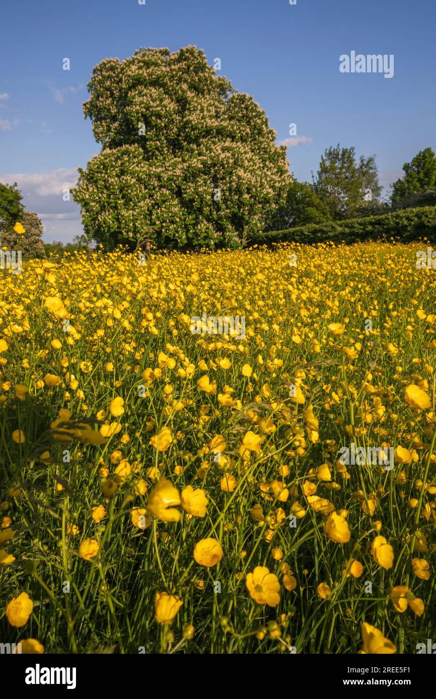 Yellow buttercups growing in wild flower meadow with trees and blue sky ...