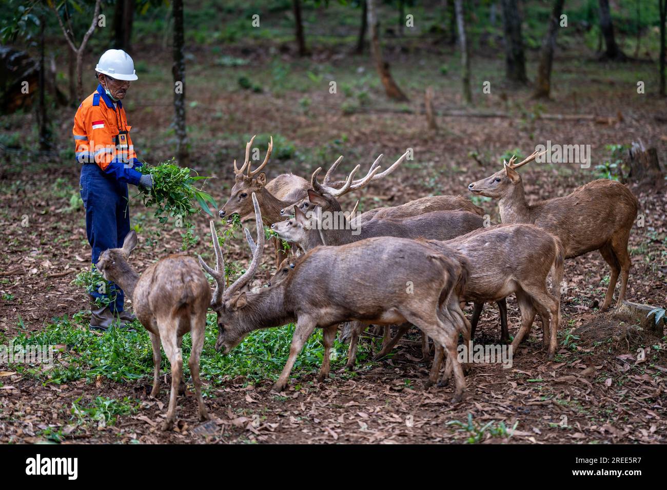 July 27, 2023, Soroako, South sulawesi, Indonesia: A worker feeds deer ...