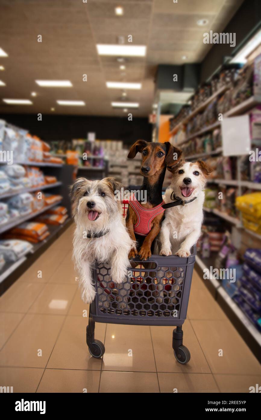 smiling puppy dogs inside of a shopping trolley in a pet store Stock ...