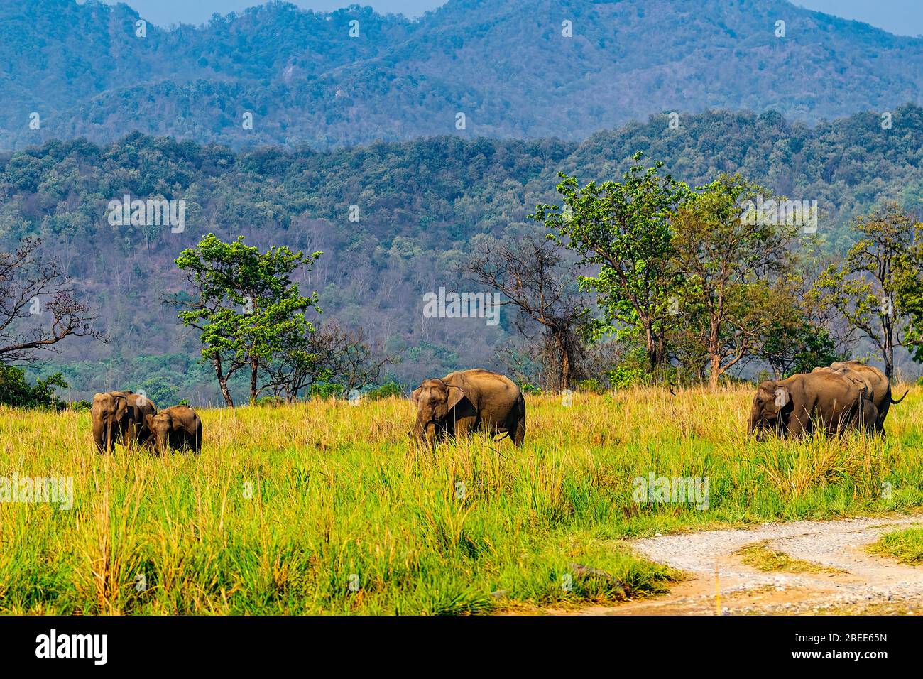 Land of elephants hi-res stock photography and images - Alamy