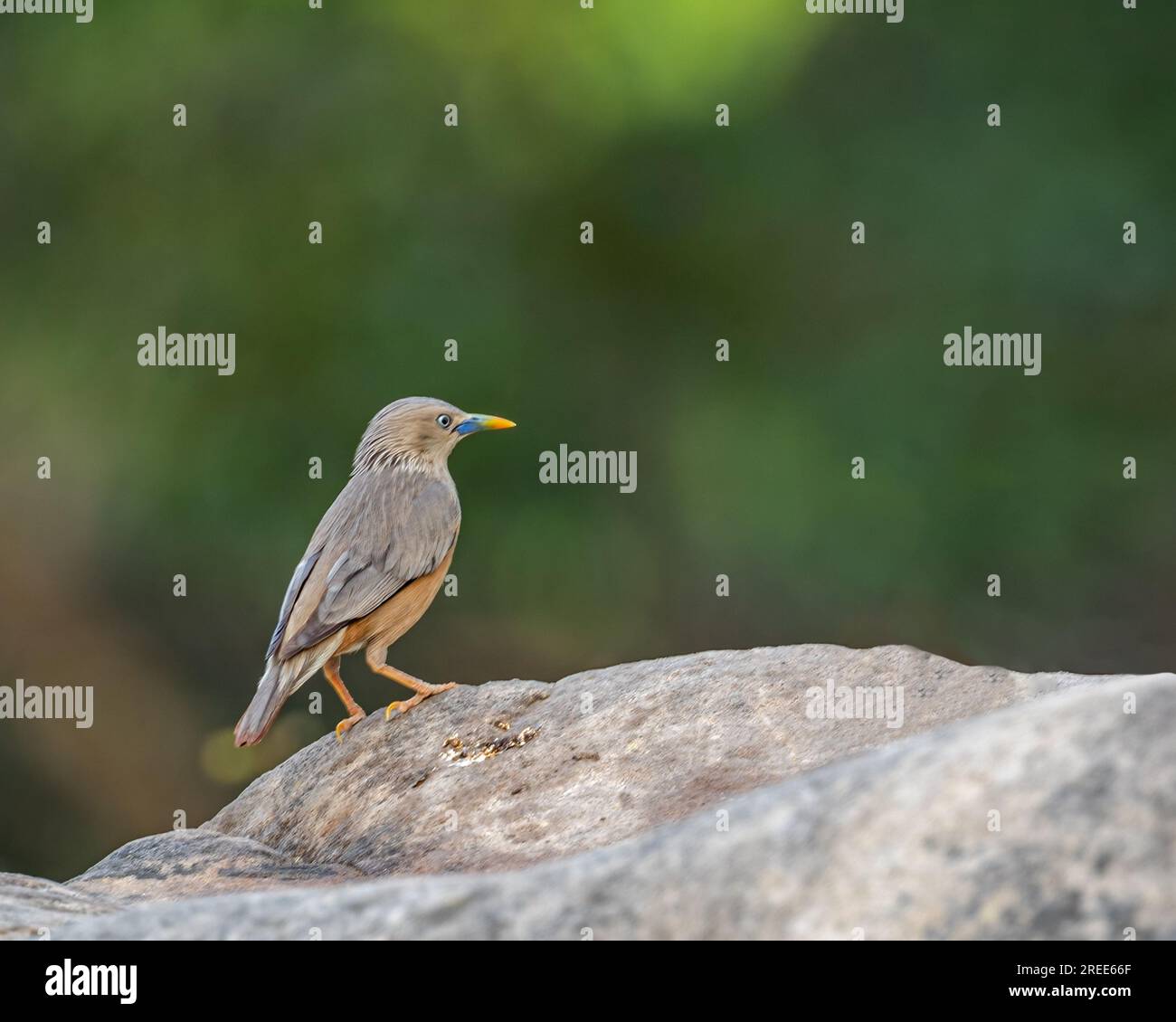 Colourful chestnut plumage hi-res stock photography and images - Alamy