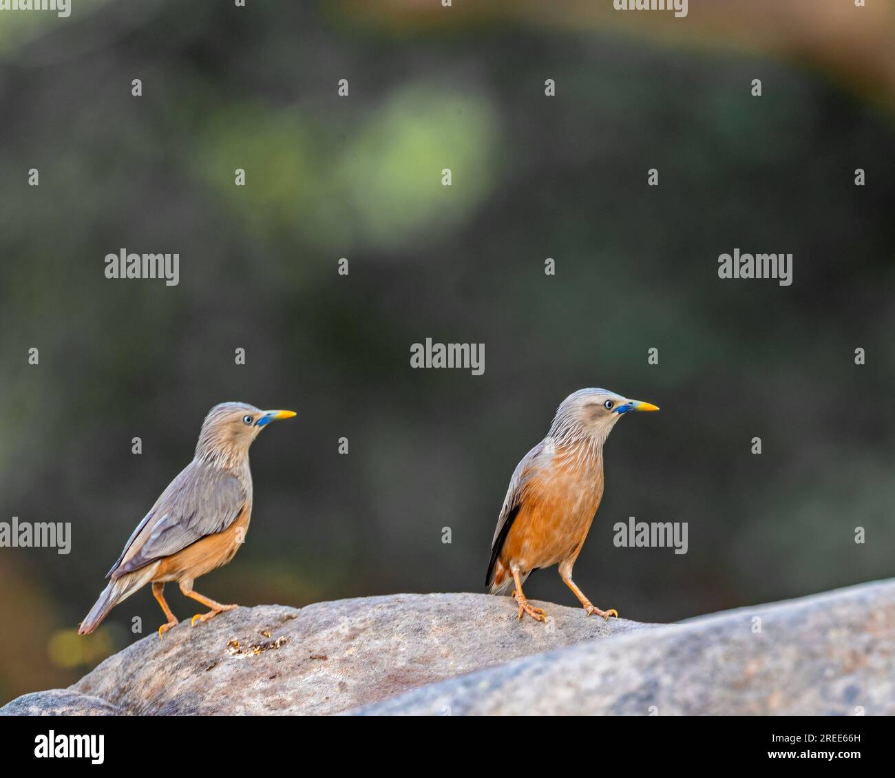 Chestnut starlings hi-res stock photography and images - Alamy