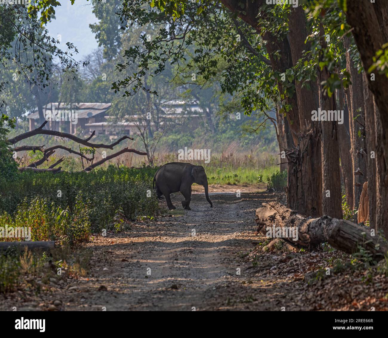 An Elephant crossing a path way Stock Photo - Alamy