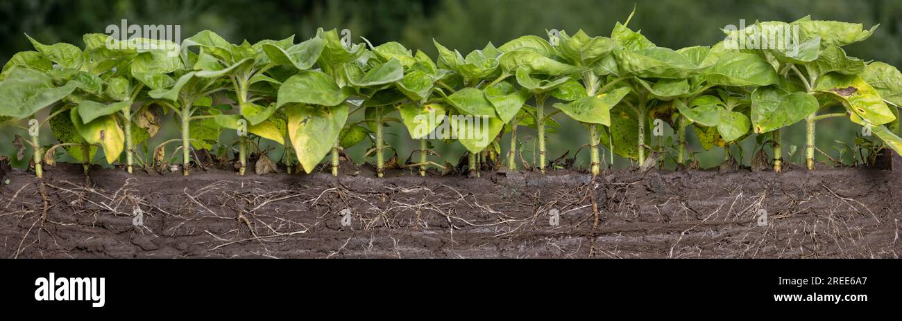 Sunflower plants with roots, blurred background Stock Photo - Alamy