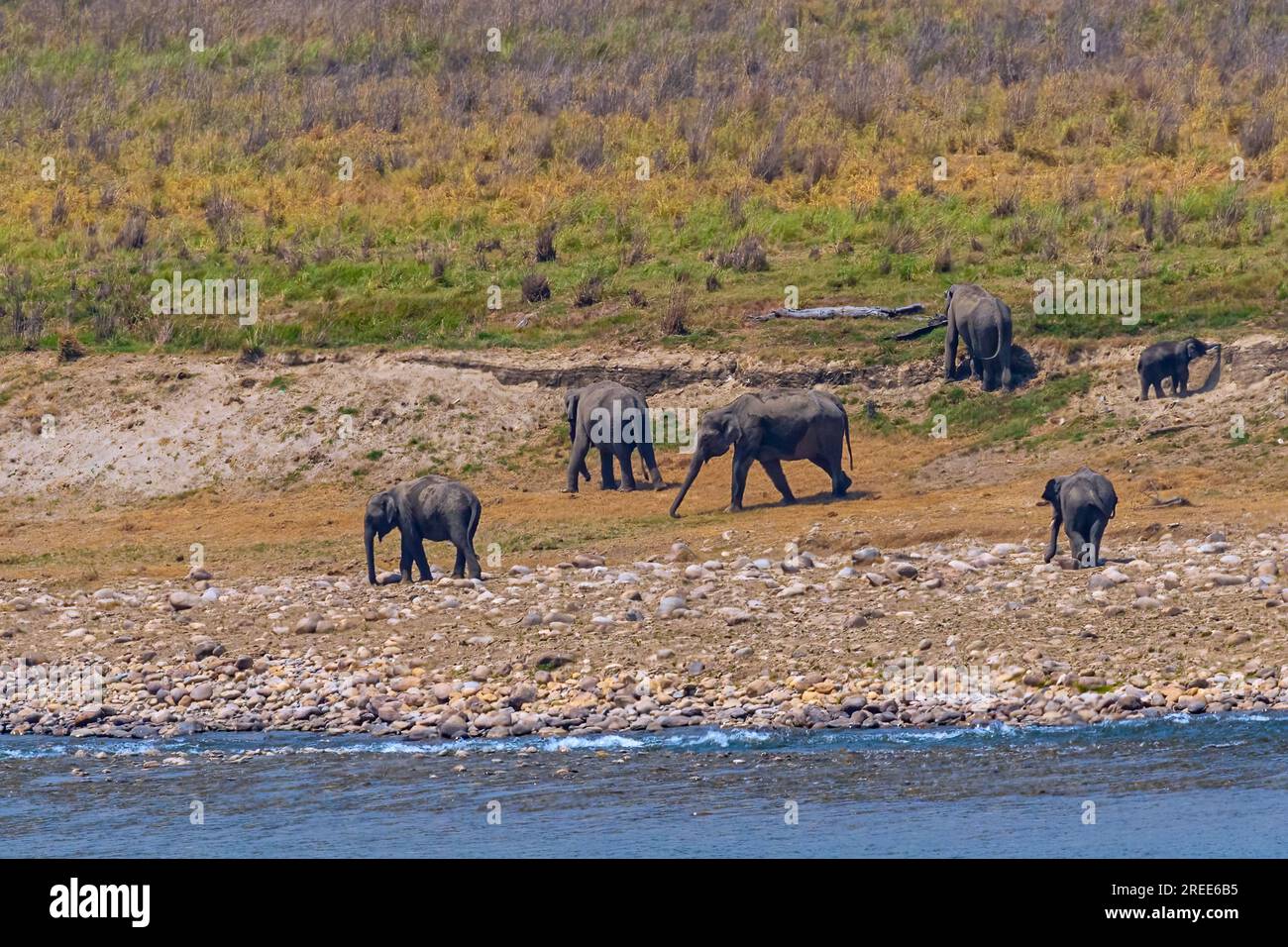 Elephants moving hi-res stock photography and images - Alamy