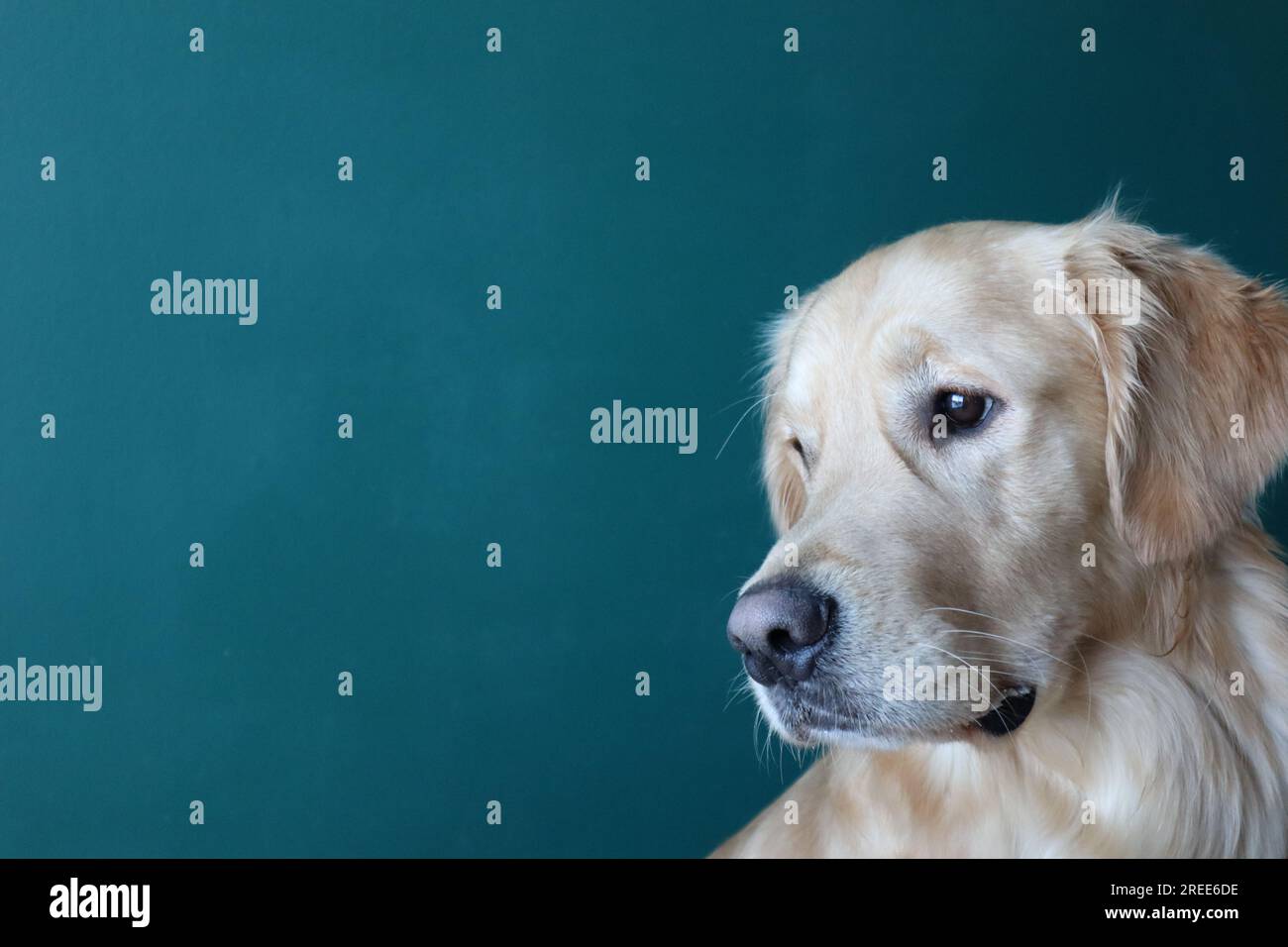 Golden retriever wishing to run outside Stock Photo - Alamy