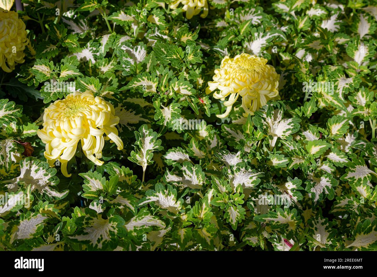 Curly mums hi-res stock photography and images - Alamy