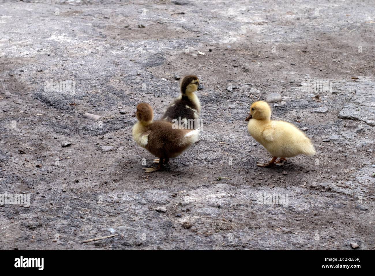 Ducklings in the farmyard hi-res stock photography and images - Alamy