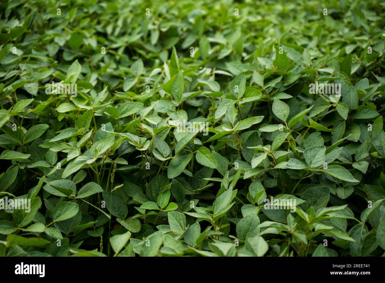 Green ripening soybean field. Green young soybean plants growing in a ...