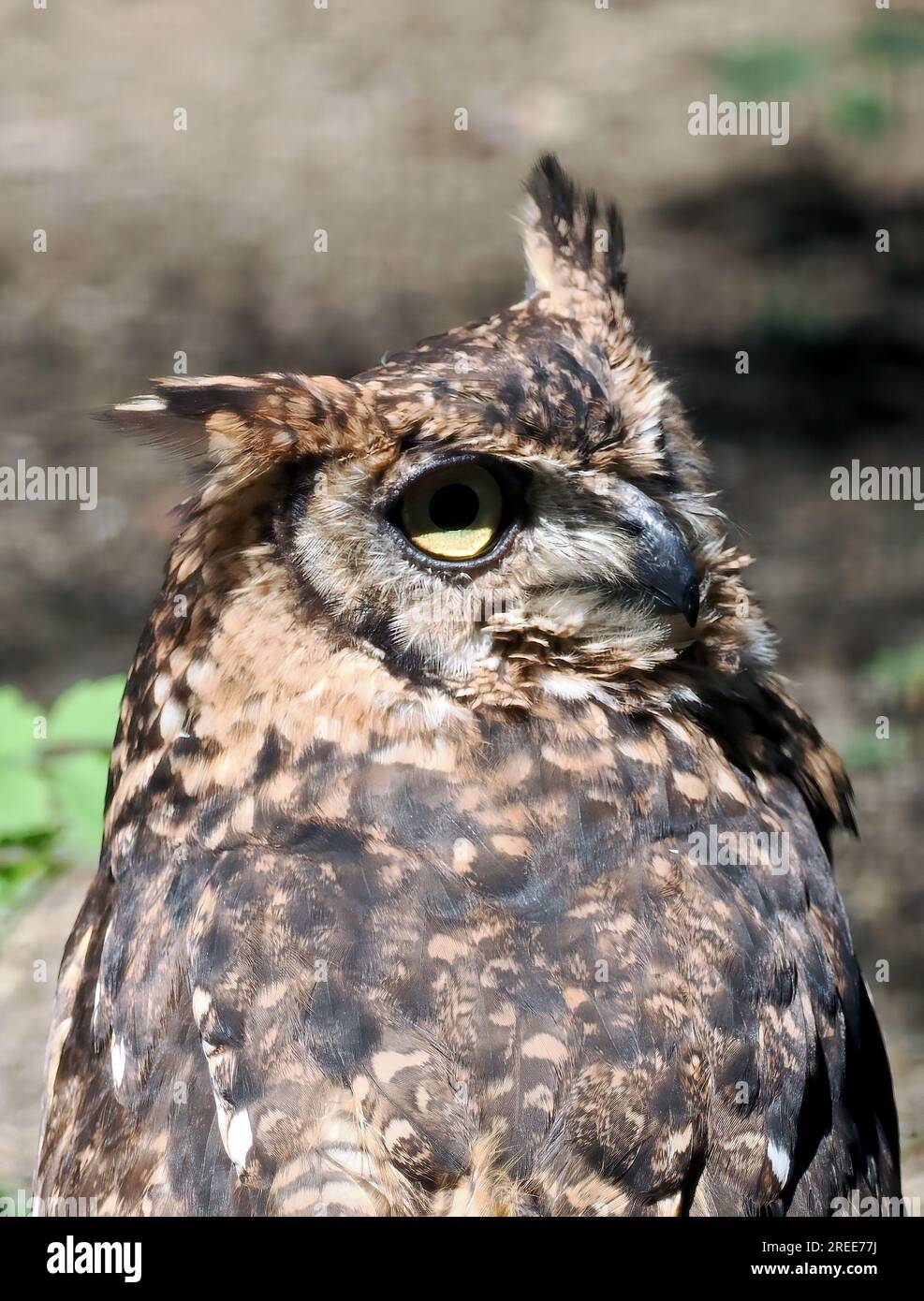 Spotted eagle-owl, African spotted eagle-owl, Fleckenuhu, Grand-duc ...