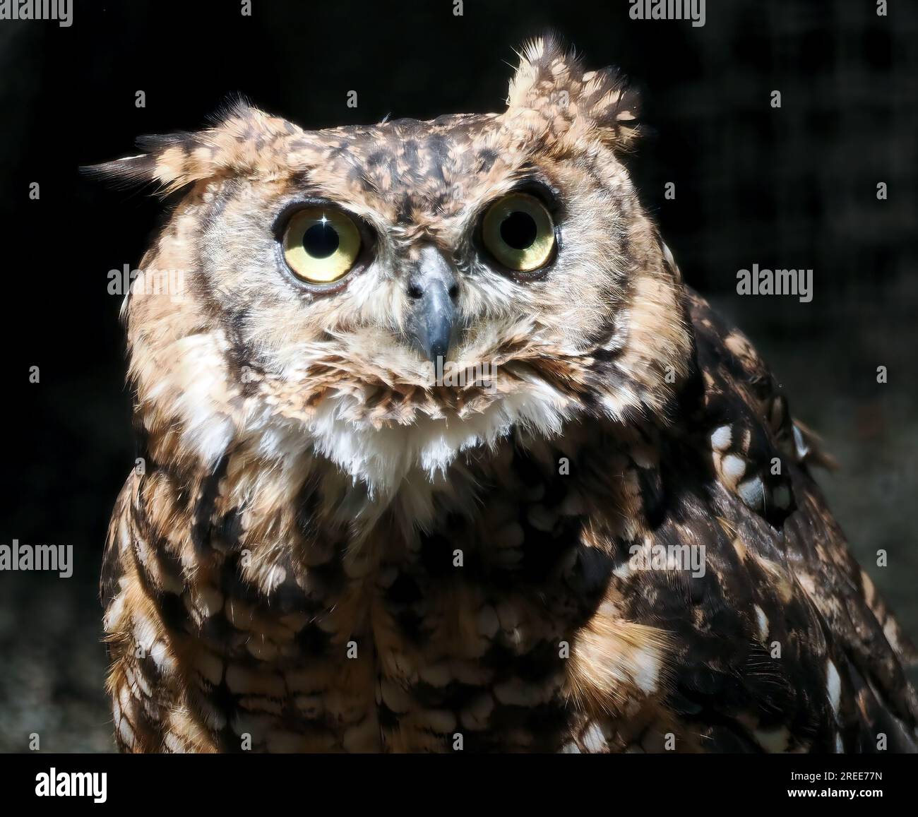 Spotted eagle-owl, African spotted eagle-owl, Fleckenuhu, Grand-duc ...