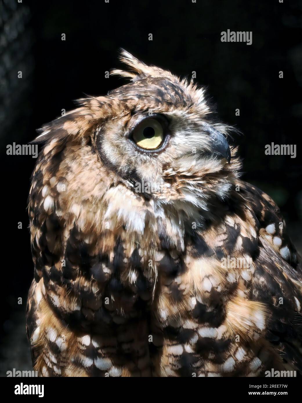Spotted eagle-owl, African spotted eagle-owl, Fleckenuhu, Grand-duc ...