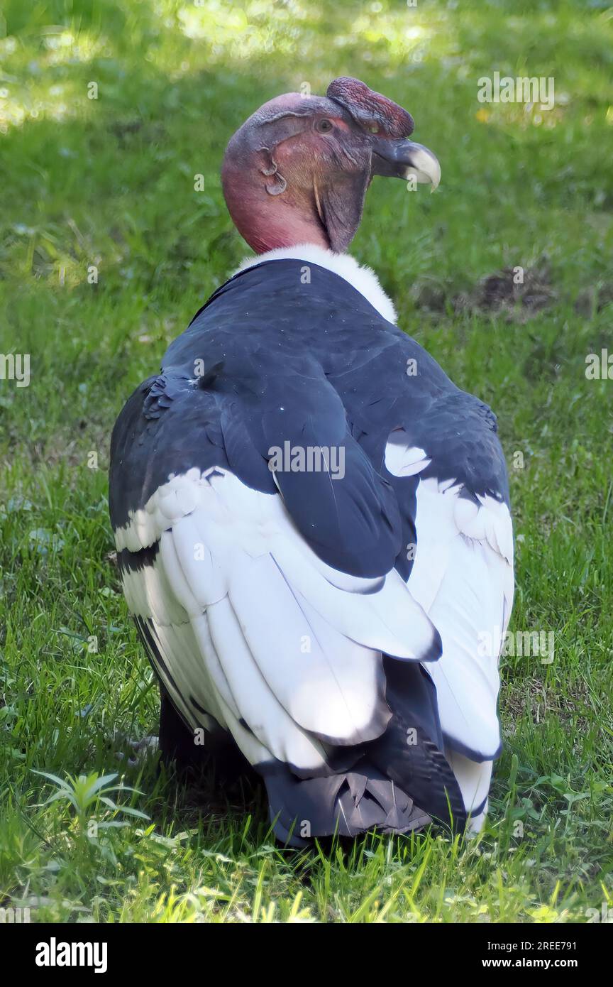 Andean condor, Andenkondor, Condor des Andes, Vultur gryphus, andoki ...