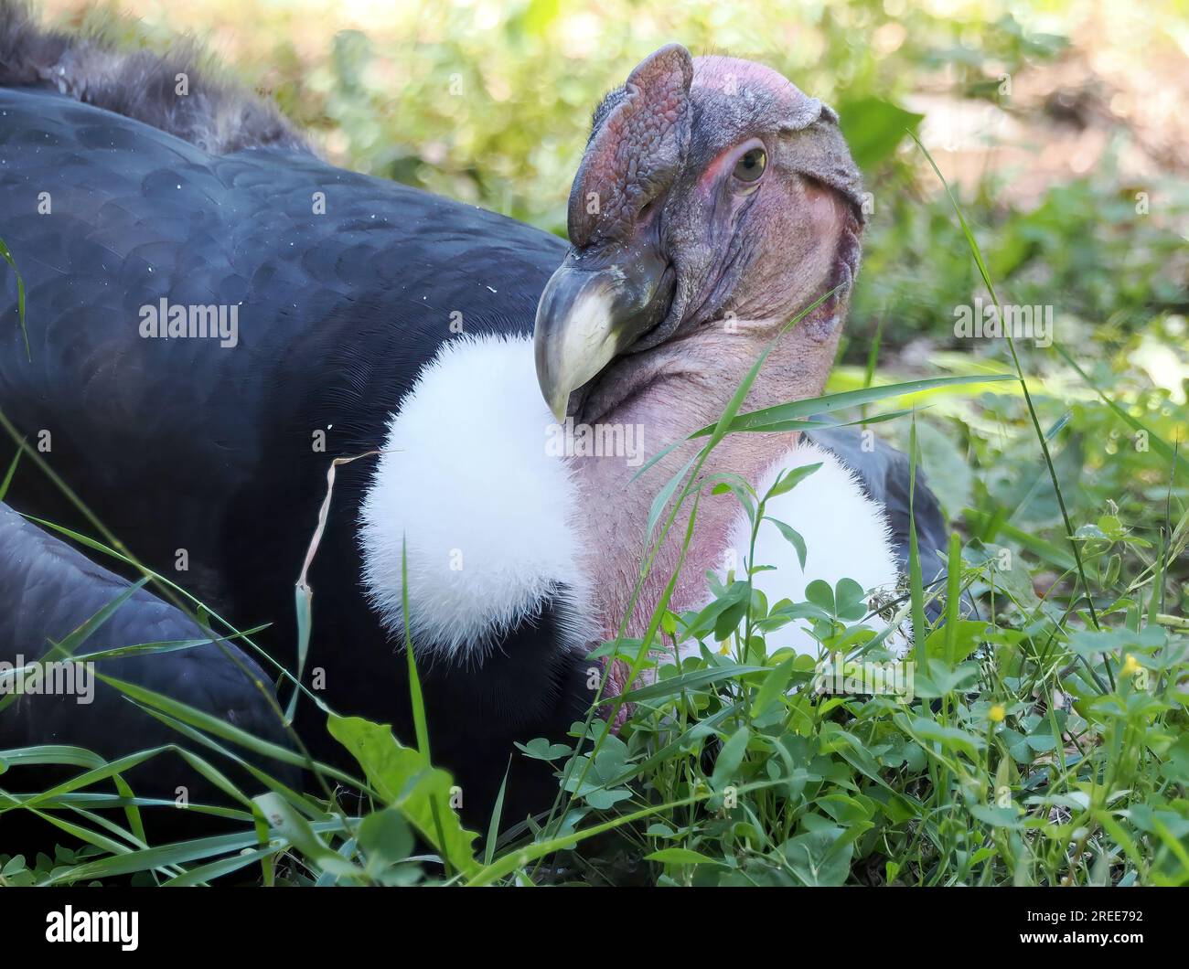 Andean condor, Andenkondor, Condor des Andes, Vultur gryphus, andoki ...