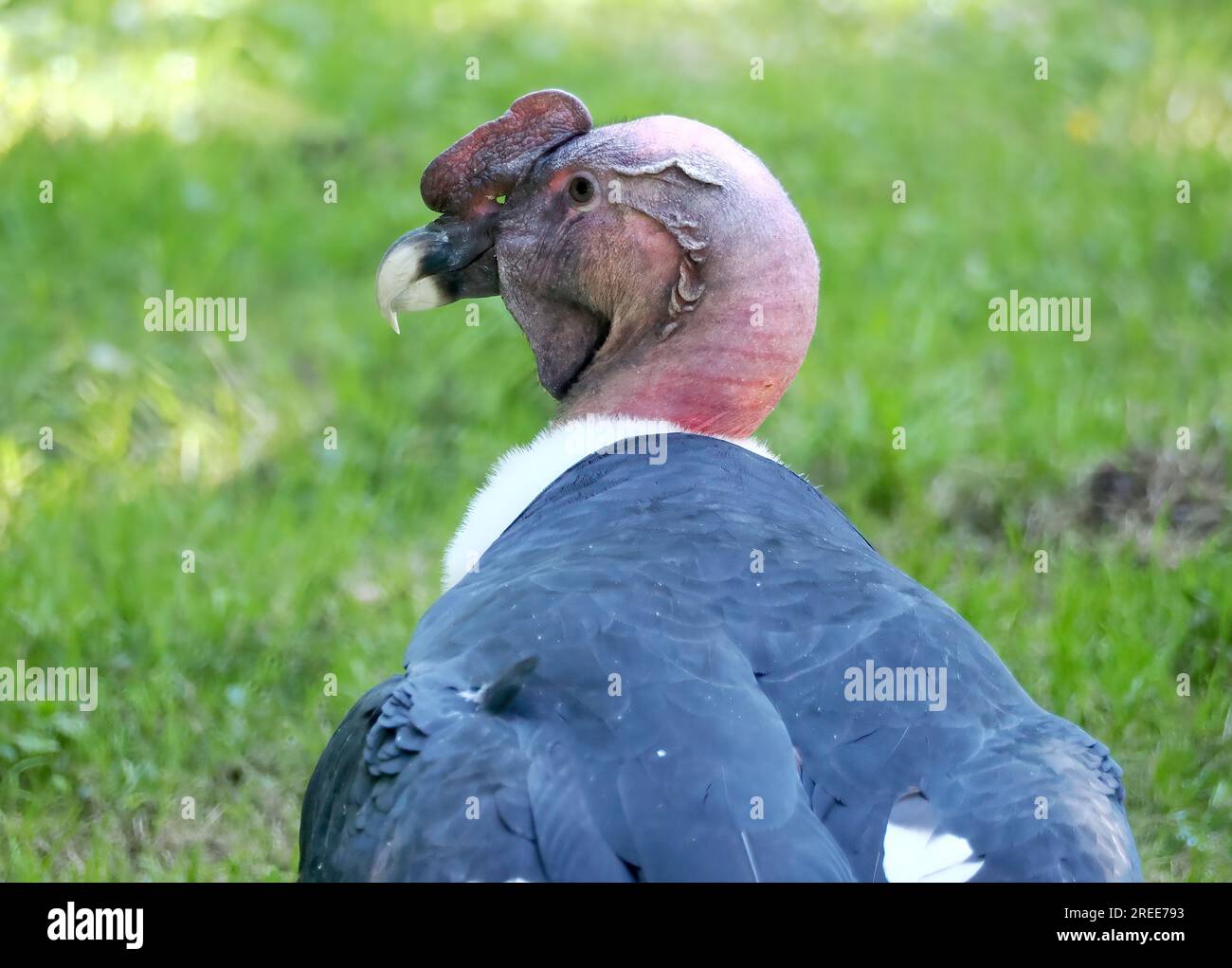 Andean condor, Andenkondor, Condor des Andes, Vultur gryphus, andoki ...