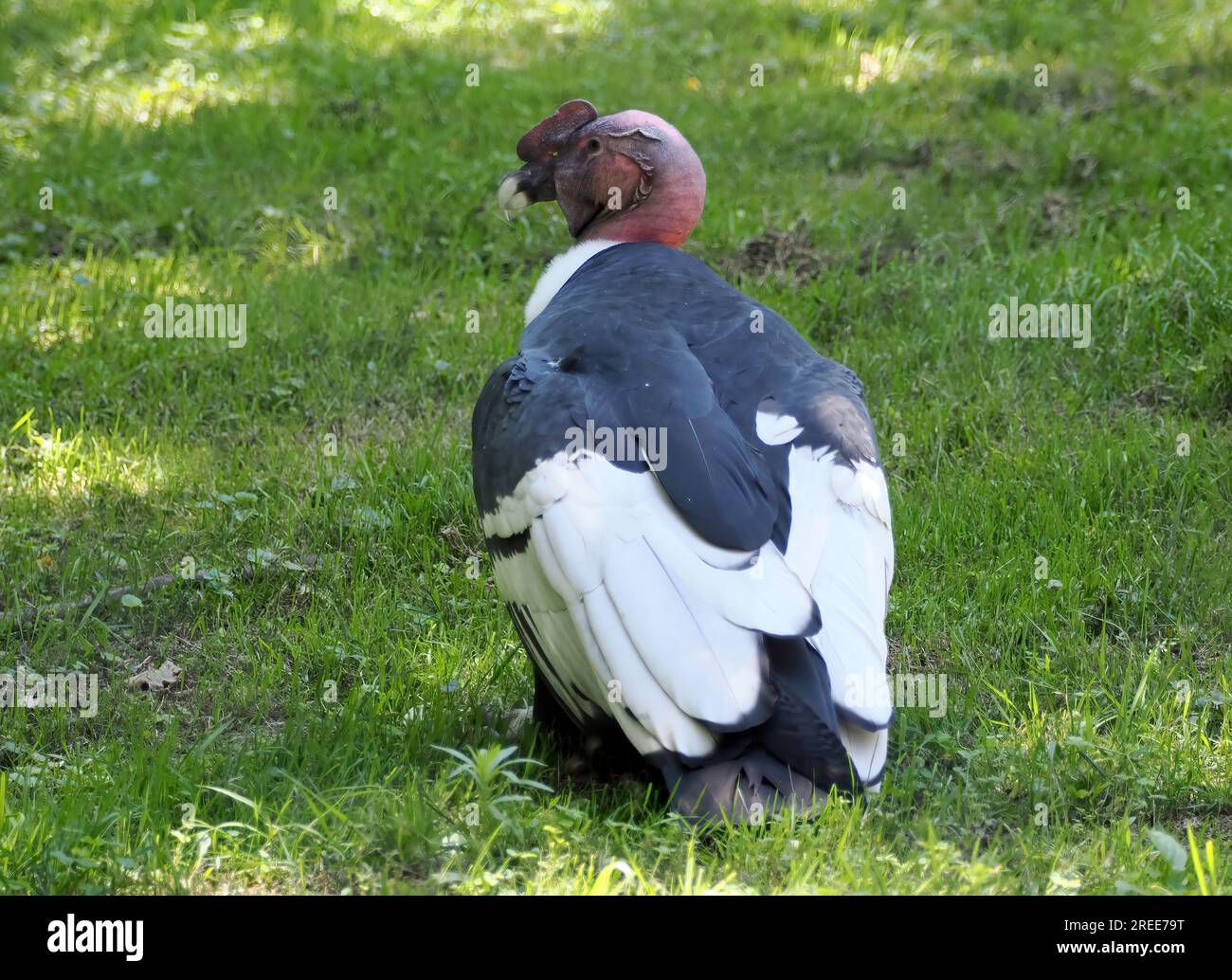 Andean condor, Andenkondor, Condor des Andes, Vultur gryphus, andoki ...