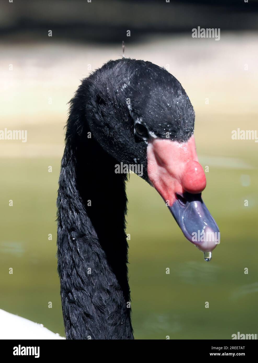 Black necked swan schwarzhalsschwan cygnus melancoryphus hi-res stock photography and images - Alamy