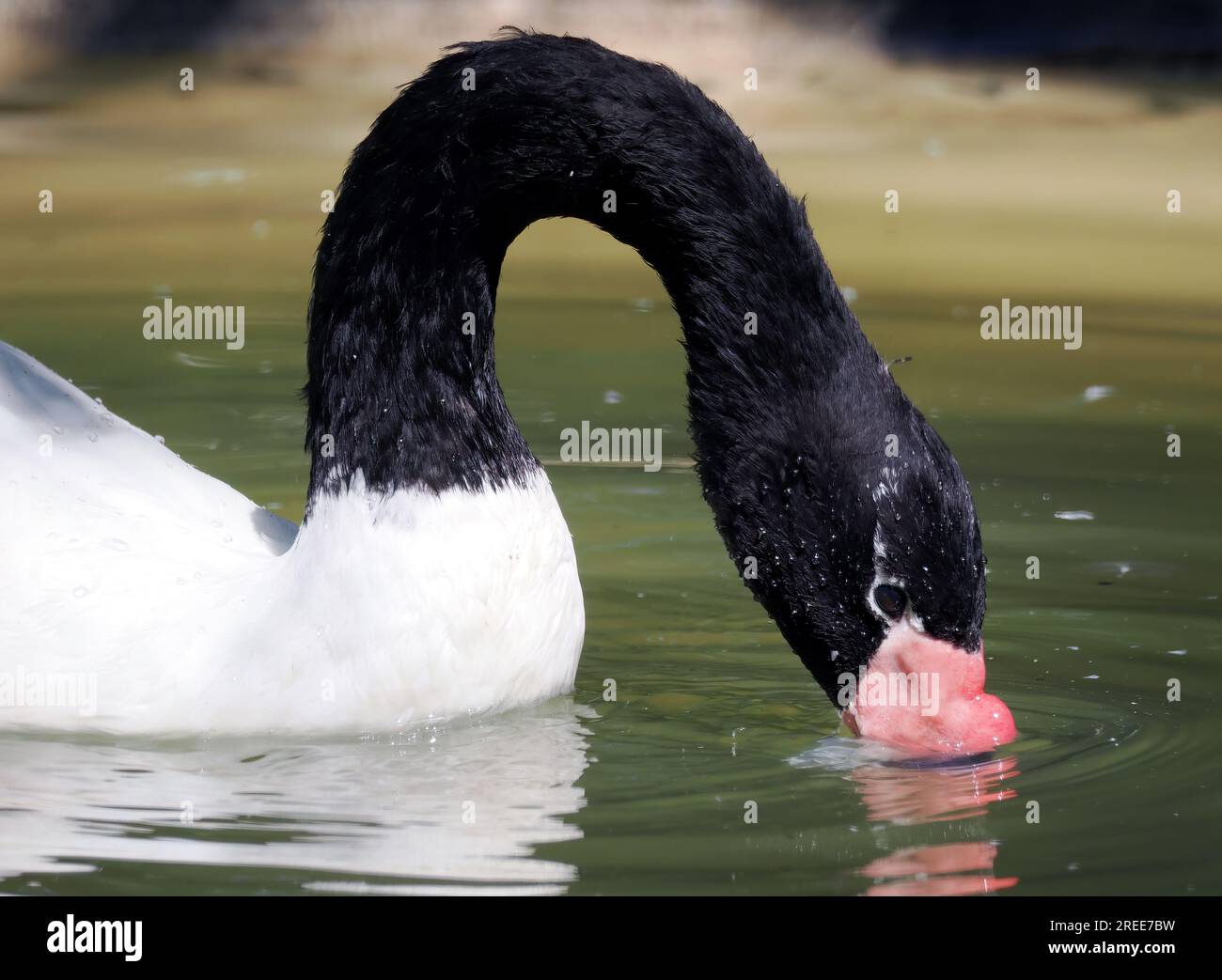 Black necked swan schwarzhalsschwan cygnus melancoryphus hi-res stock photography and images - Alamy