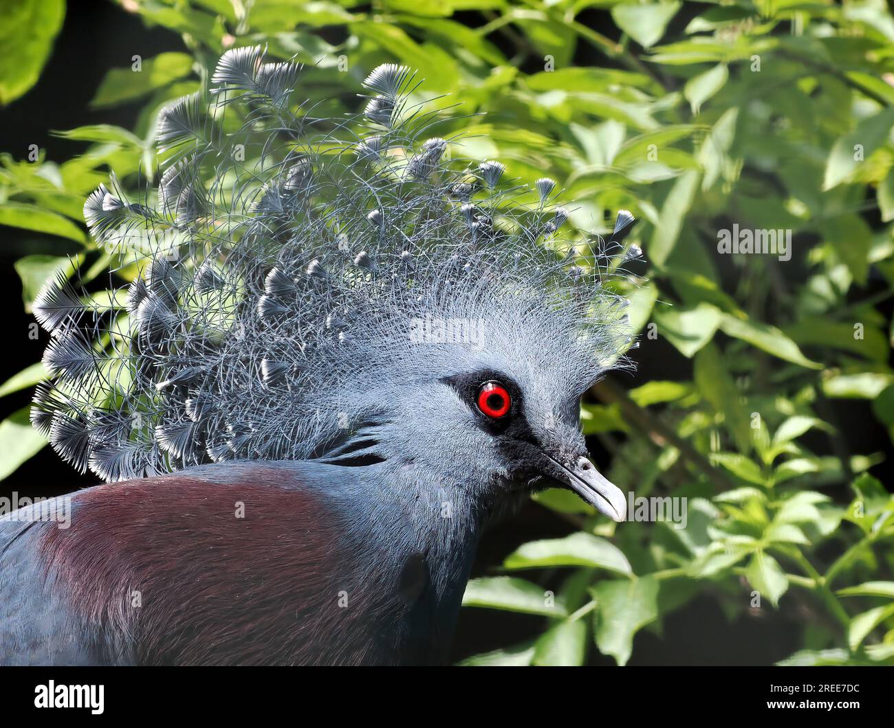 Victoria crowned pigeon, Fächertaube, Victoria-Krontaube, Goura de ...