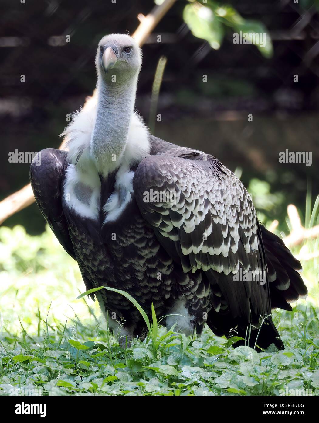 Ruppell vulture hi-res stock photography and images - Alamy