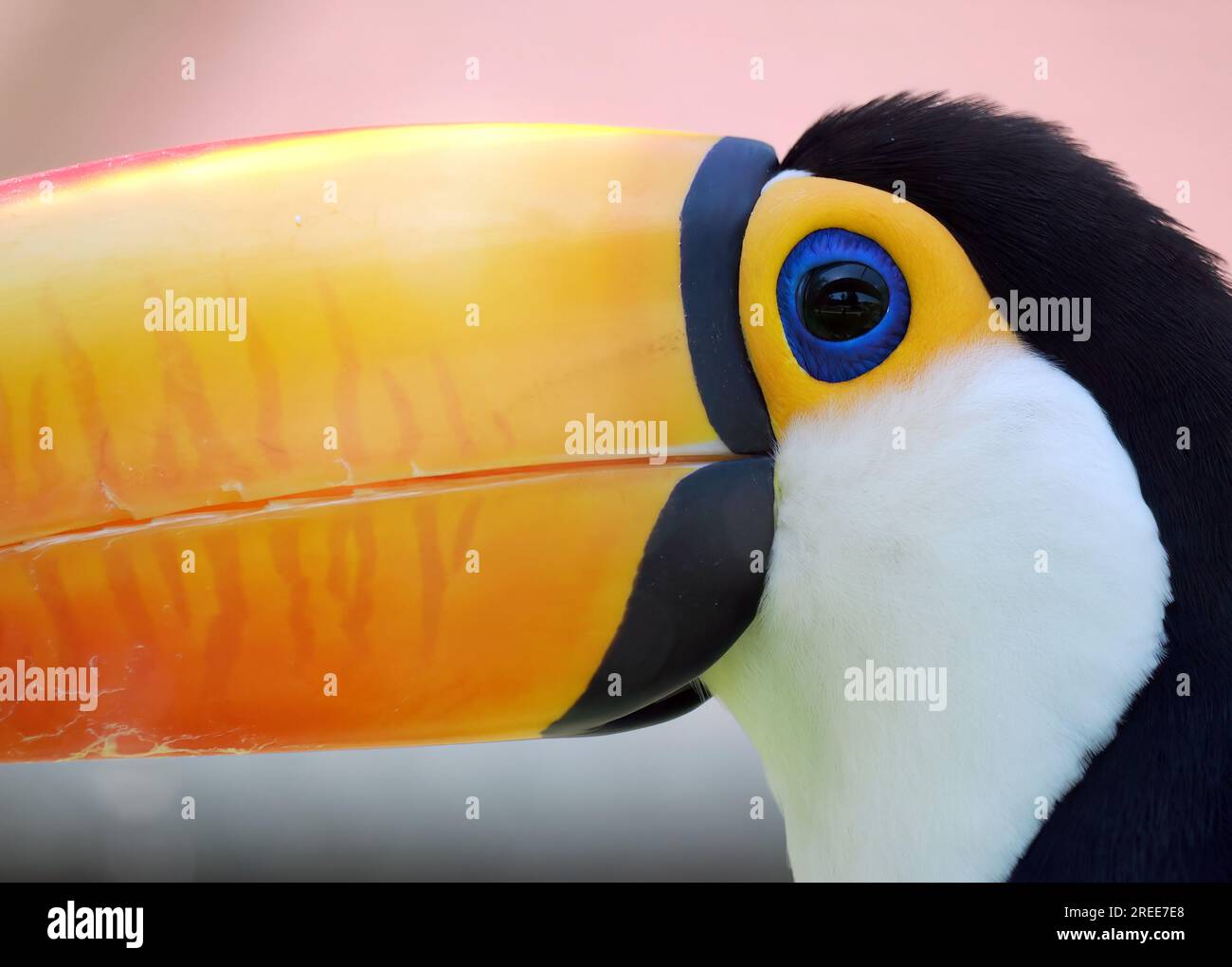 Toco toucan, common toucan or giant toucan, Riesentukan, Toucan toco ...