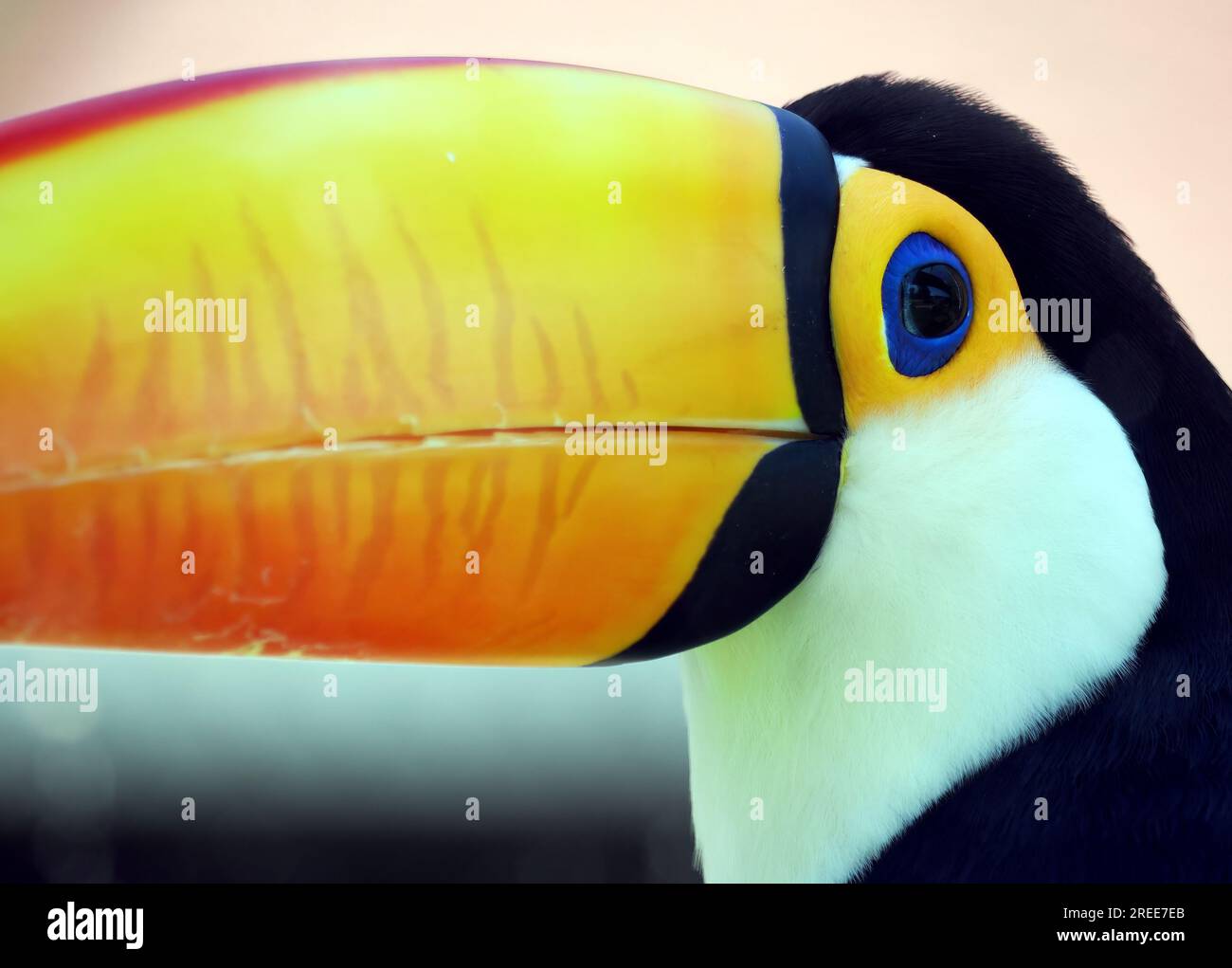 Toco toucan, common toucan or giant toucan, Riesentukan, Toucan toco ...