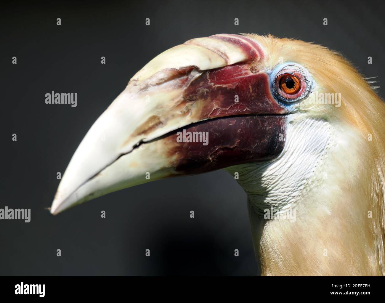 Calao papou hi-res stock photography and images - Alamy