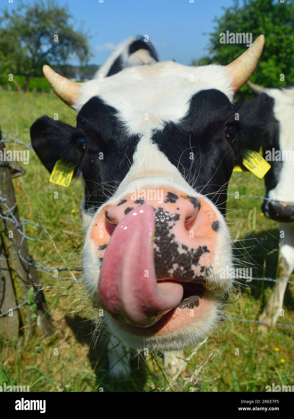 A young bull coloured black and white Stock Photo - Alamy