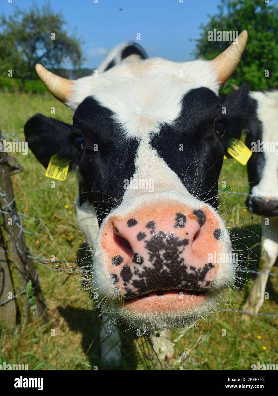 A young bull coloured black and white Stock Photo - Alamy