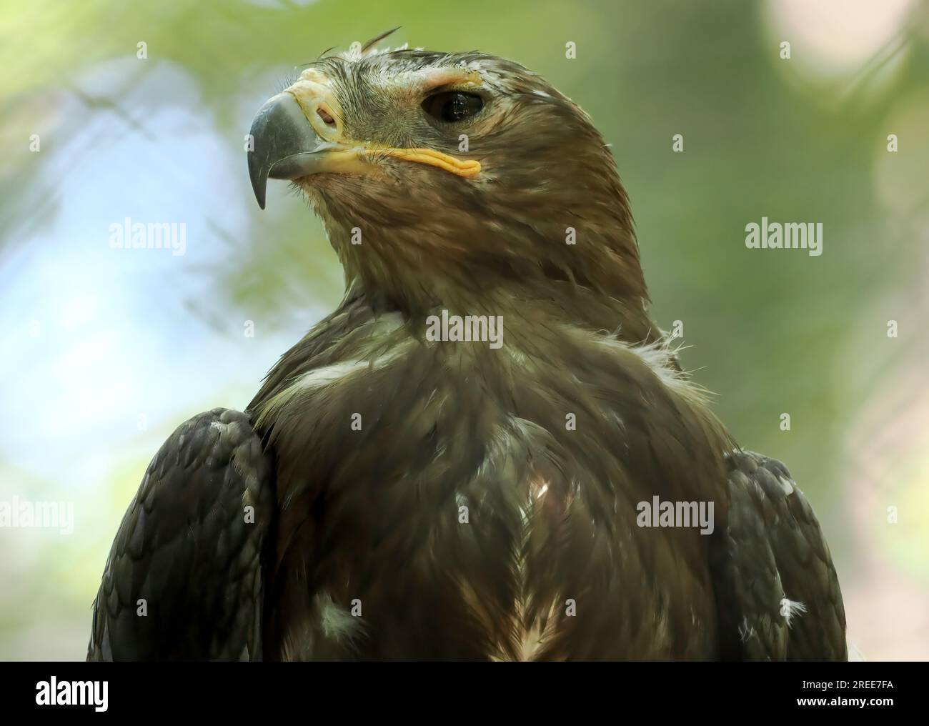 Steppe eagle, Steppenadler, Aigle des steppes, Aquila nipalensis ...