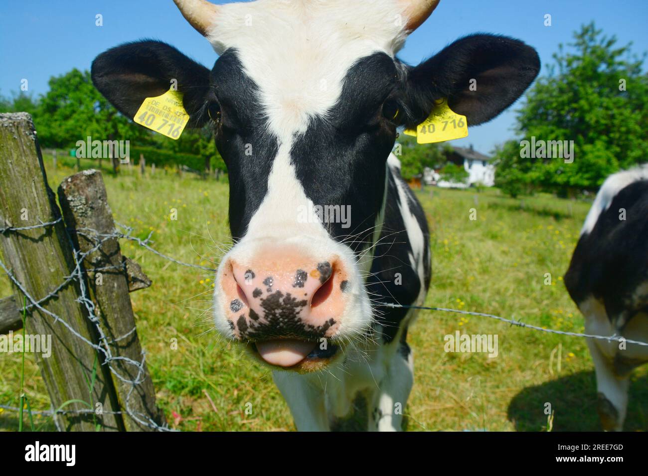 A young bull coloured black and white Stock Photo - Alamy