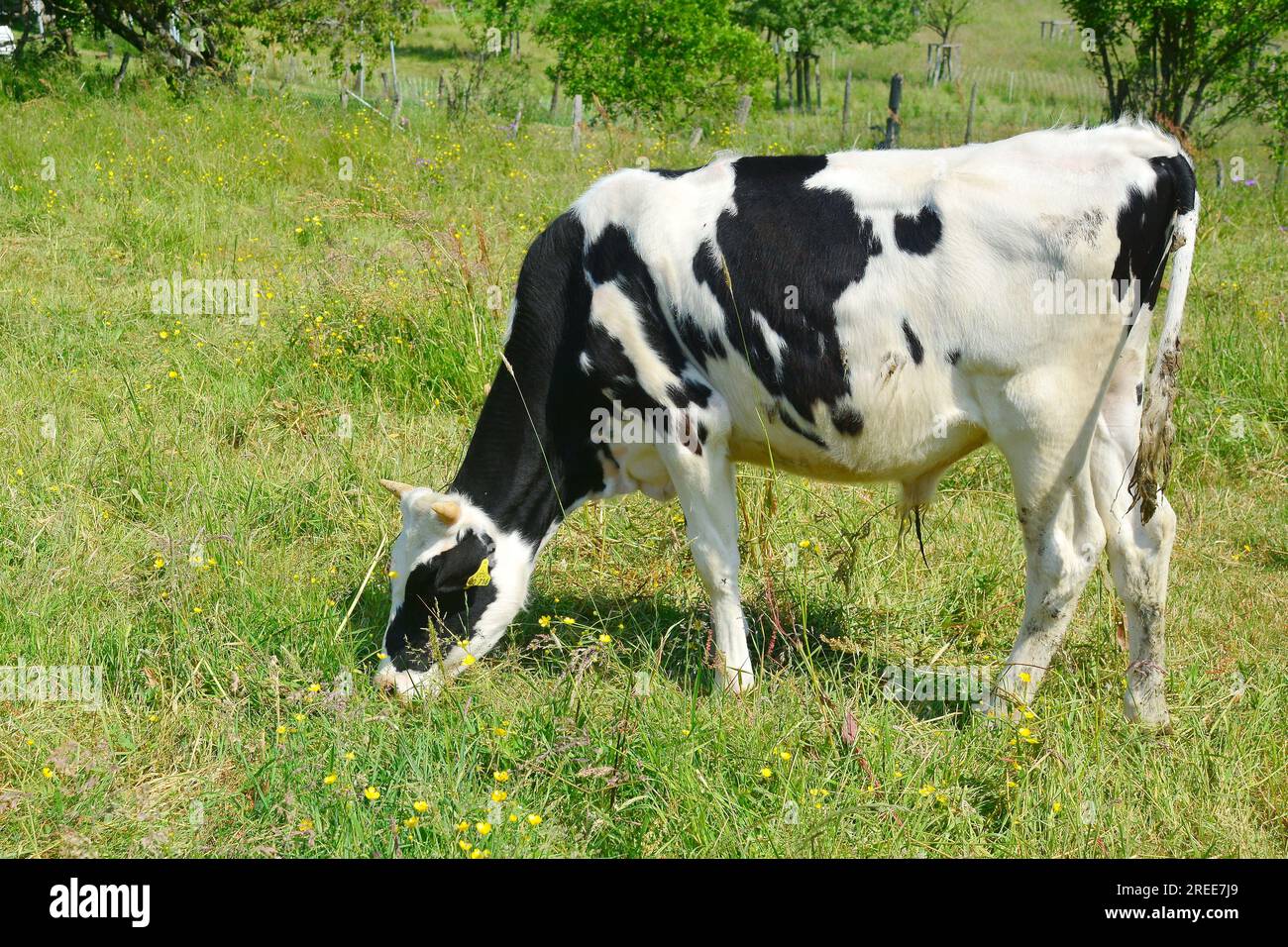 A young bull coloured black and white Stock Photo - Alamy