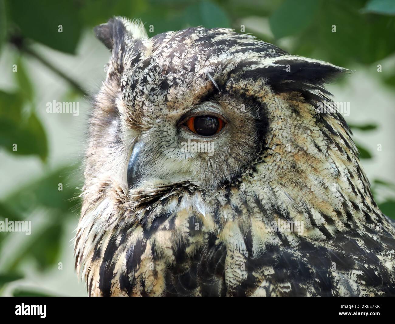 Eurasian eagle-owl, European eagle-owl, Hibou grand-duc, uhu, Bubo bubo ...