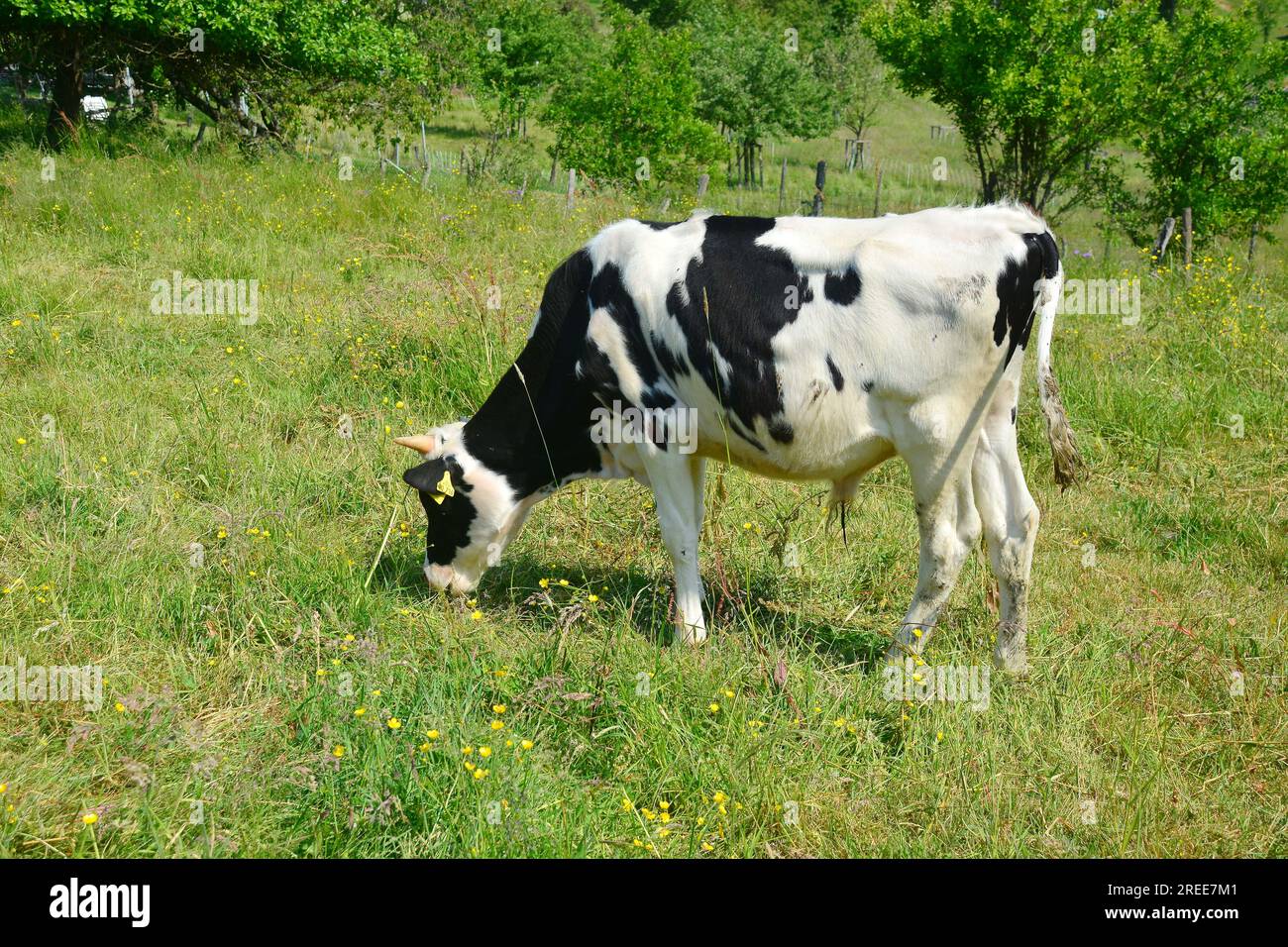 A young bull coloured black and white Stock Photo - Alamy